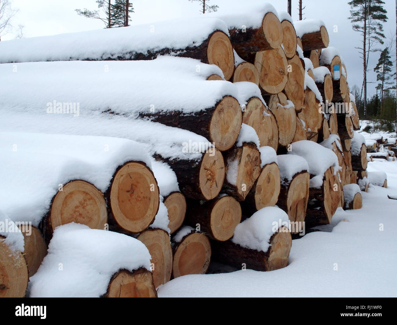Timber pile -Fotos und -Bildmaterial in hoher Auflösung – Alamy