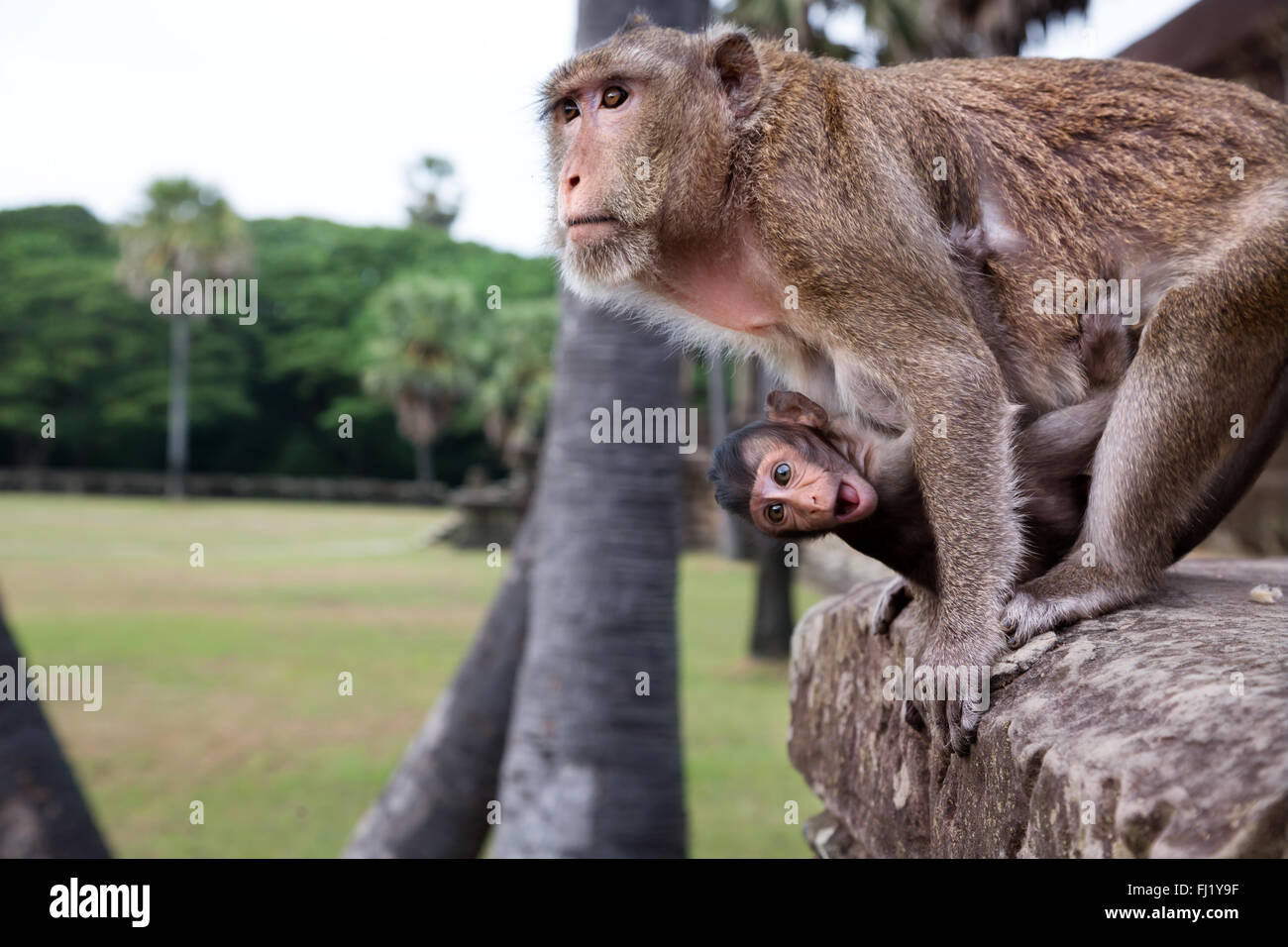 Baby Affen Stockfotos und -bilder Kaufen - Alamy