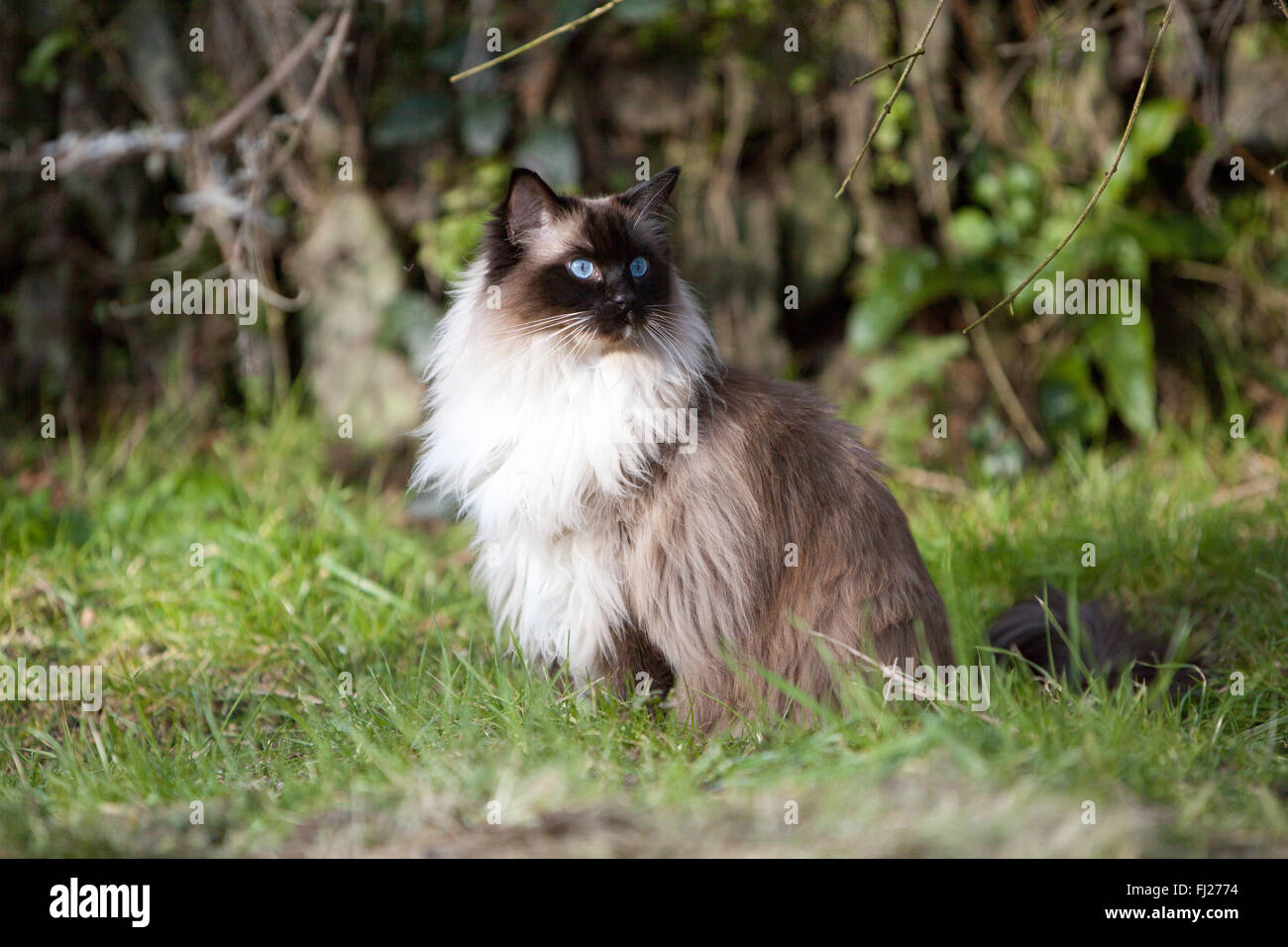 Schöne ragdoll katze -Fotos und -Bildmaterial in hoher Auflösung – Alamy