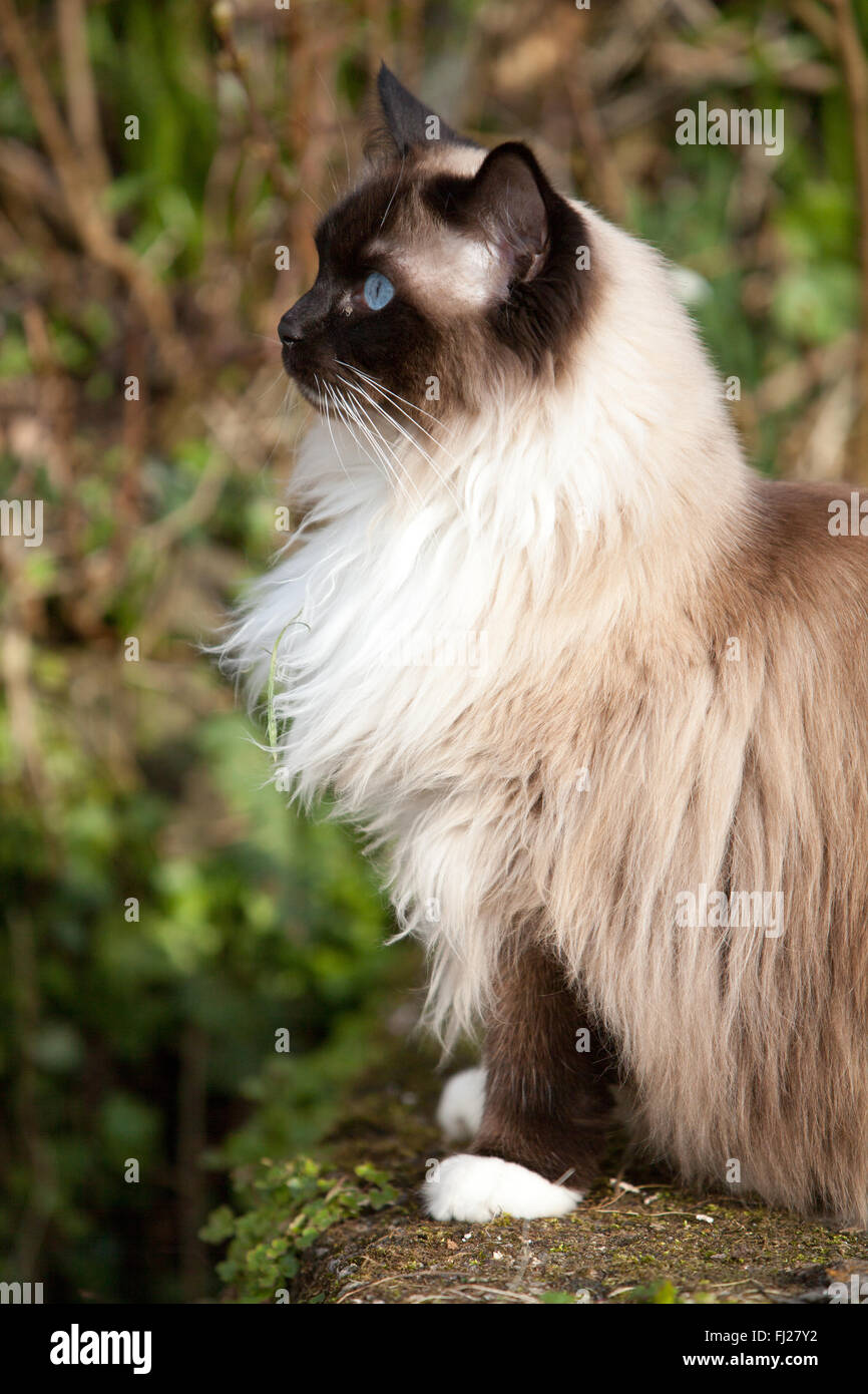 Schöne ragdoll katze -Fotos und -Bildmaterial in hoher Auflösung – Alamy