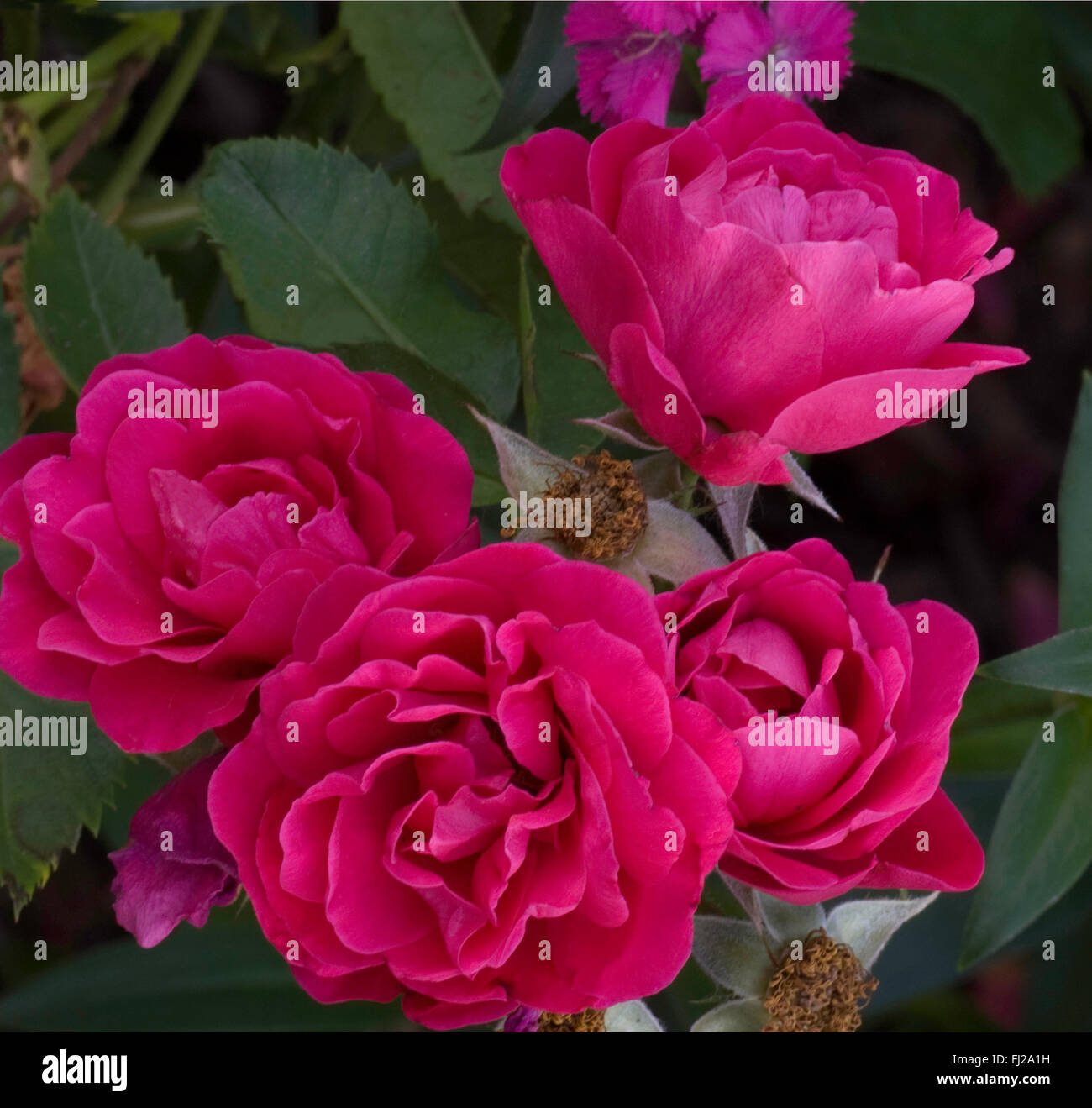 George vancouver -Fotos und -Bildmaterial in hoher Auflösung – Alamy