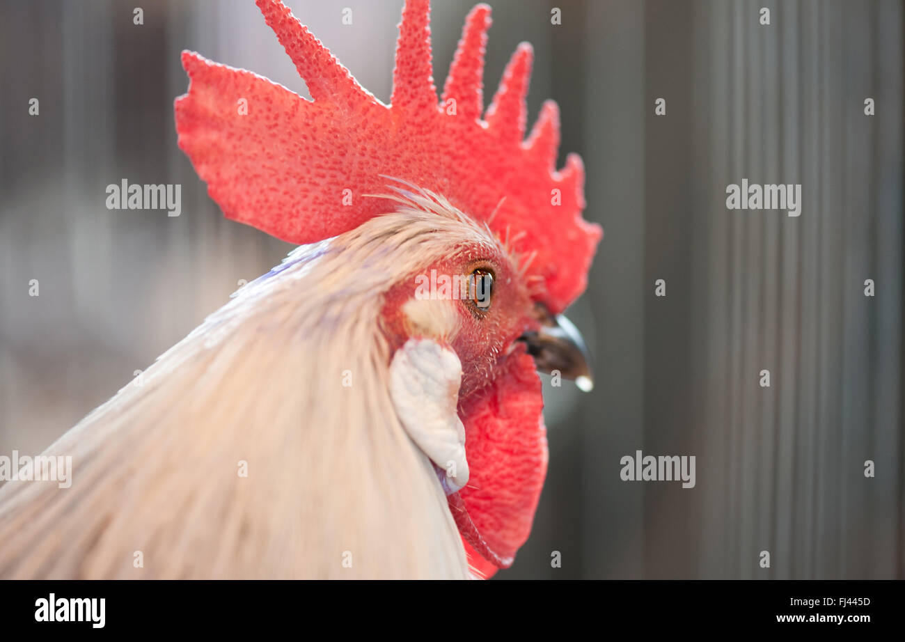 Roter Kamm weißen Hahn Kopf, Hahn Porträt auf Zier-Hühner in Warschau ...