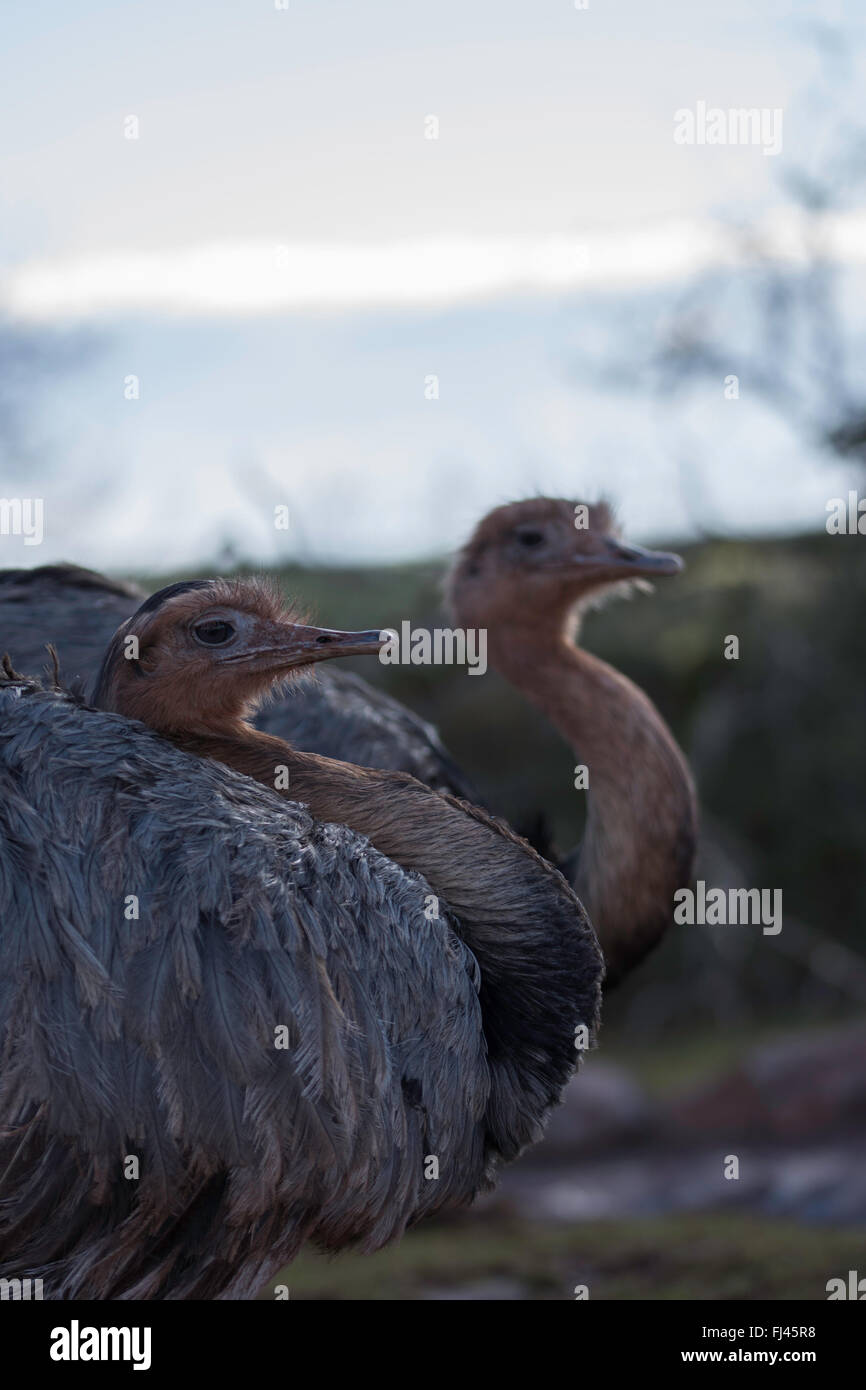 Zwei strauße -Fotos und -Bildmaterial in hoher Auflösung – Alamy