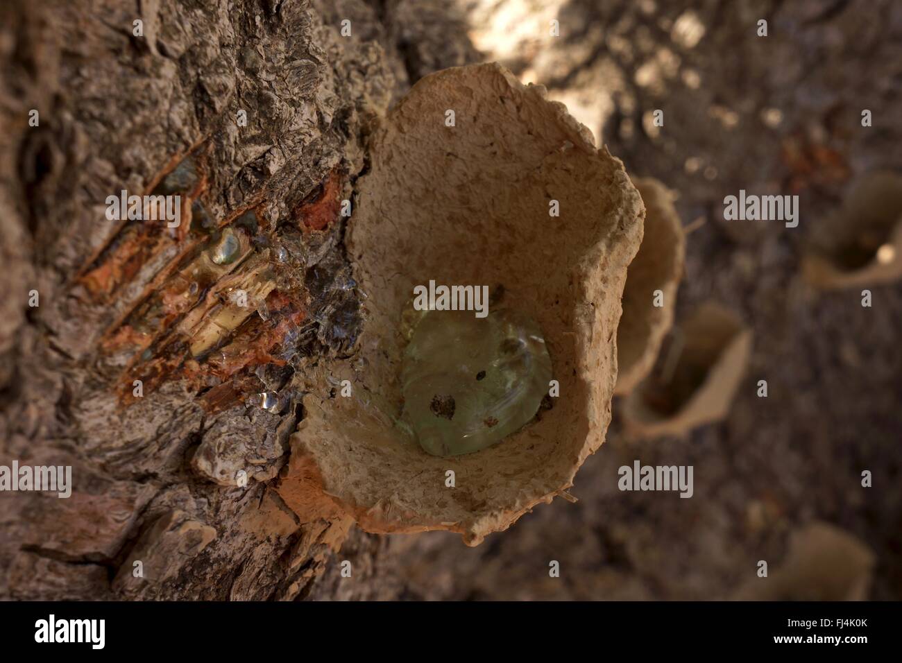 Mint gum tree -Fotos und -Bildmaterial in hoher Auflösung – Alamy