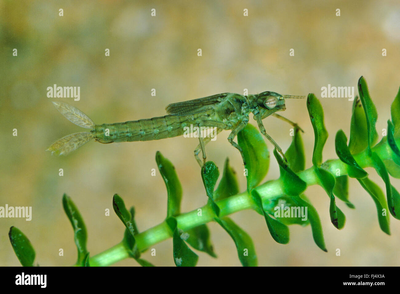 Aquatic nymphs -Fotos und -Bildmaterial in hoher Auflösung – Alamy