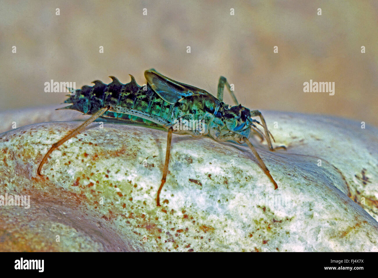 Aquatic Nymphs Stockfotos und -bilder Kaufen - Alamy