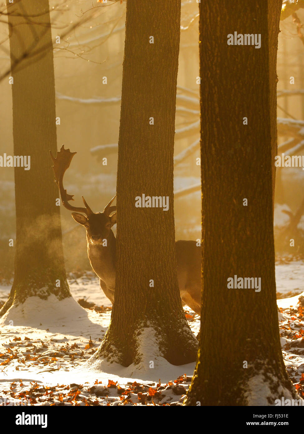 Damhirsch (Dama Dama, Cervus Dama), Damwild Reh im Winter, Deutschland ...