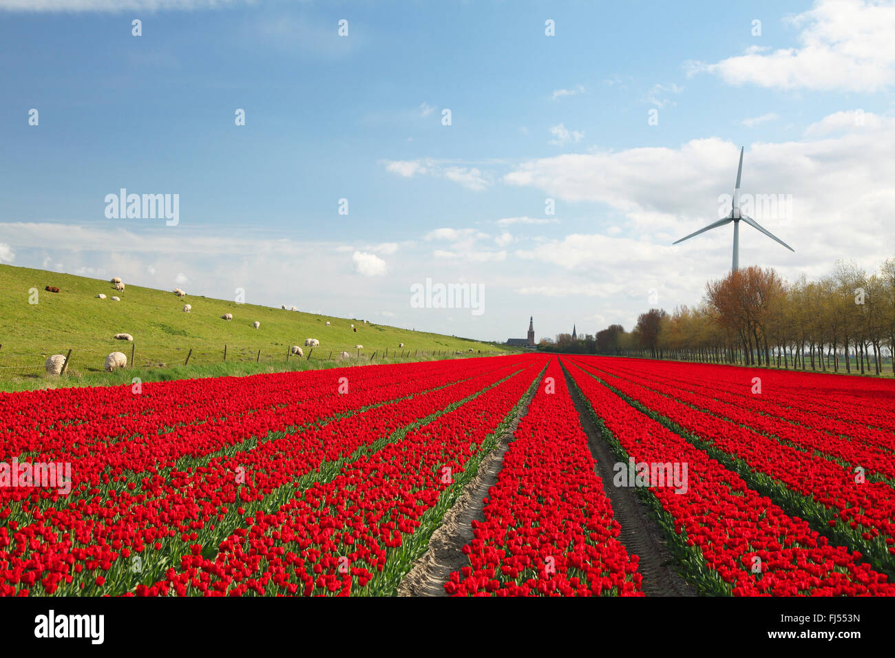 Tulpe niederlande -Fotos und -Bildmaterial in hoher Auflösung – Alamy