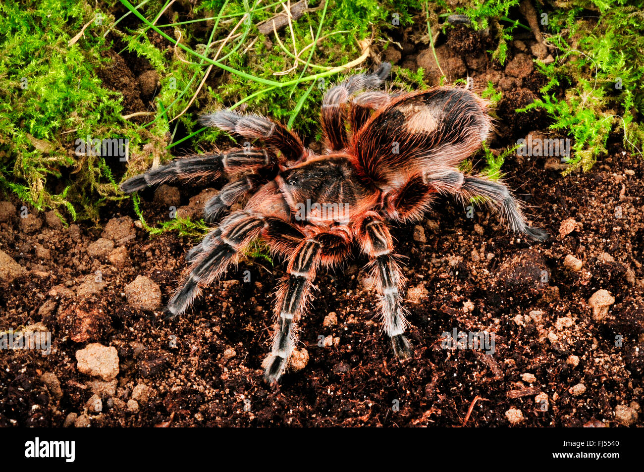 Chilenische tarantel -Fotos und -Bildmaterial in hoher Auflösung – Alamy