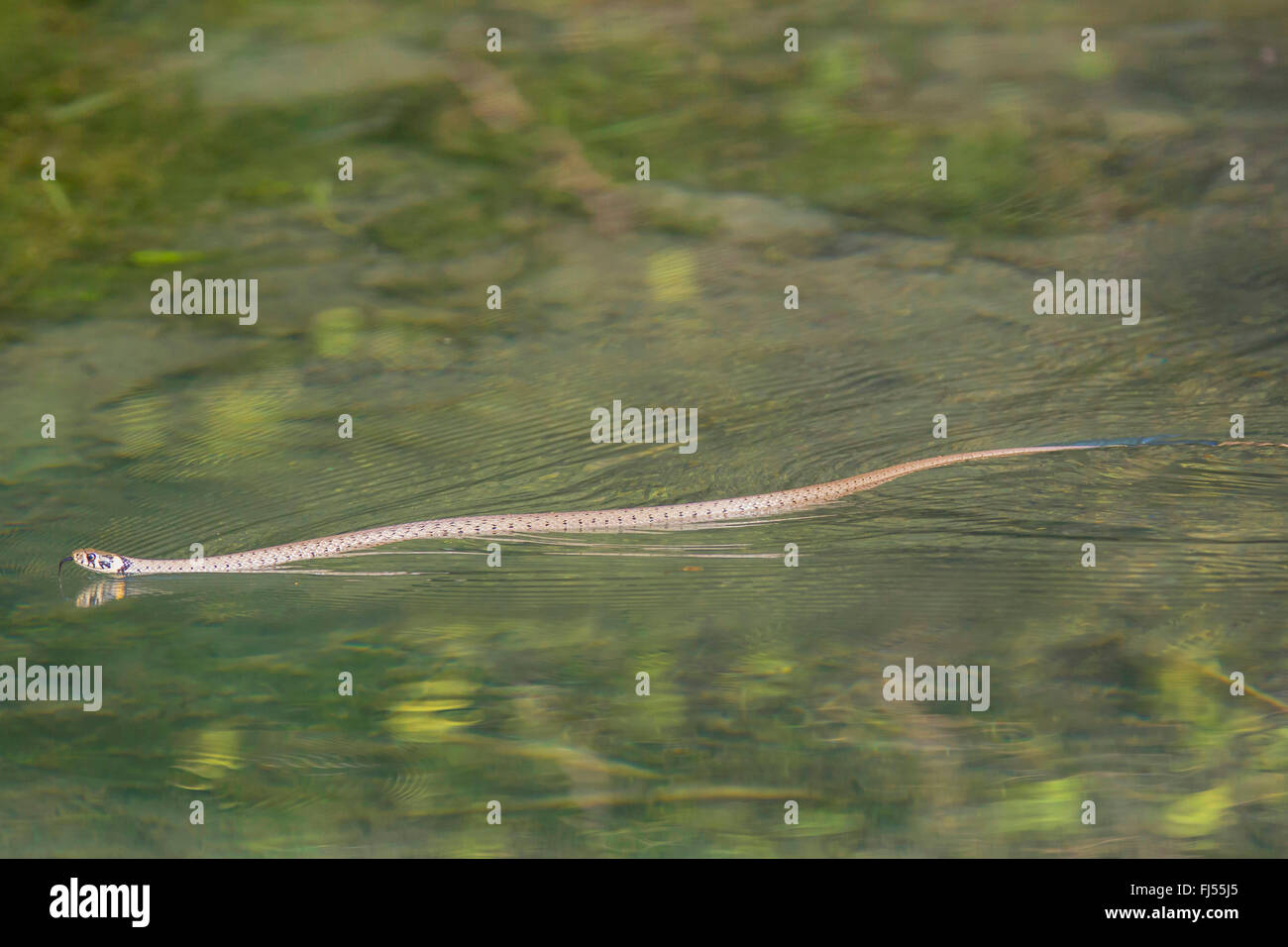 Ringelnatter (Natrix Natrix), schwimmt in einem Bach, Deutschland ...