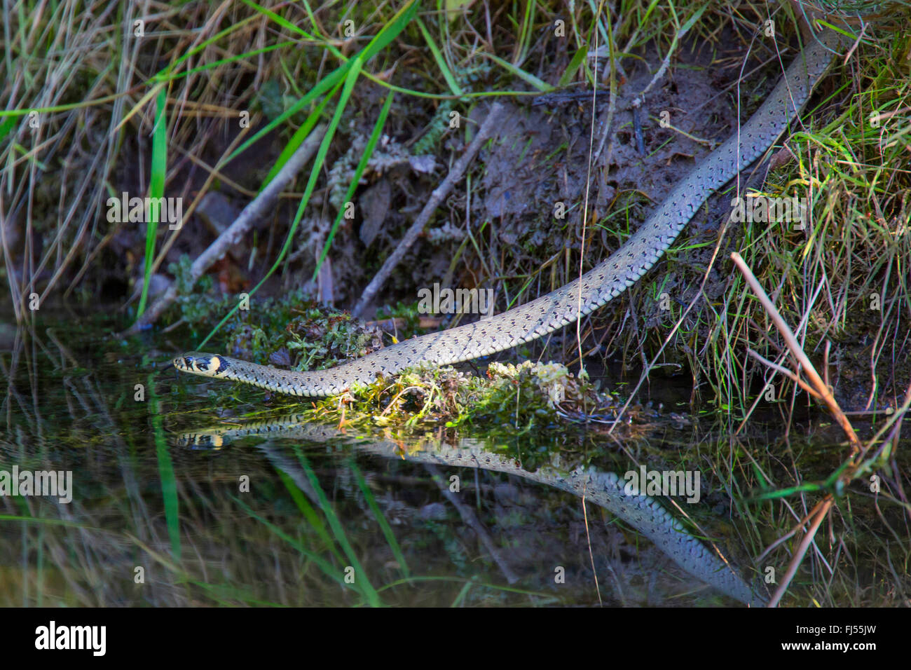 Ringelnatter (Natrix Natrix), bei Brookside, Deutschland, Bayern ...