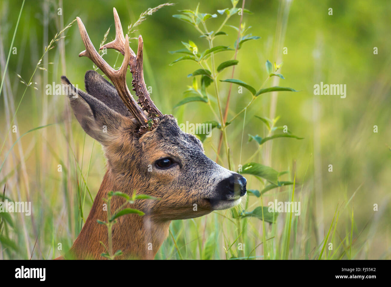 Roe deer buck -Fotos und -Bildmaterial in hoher Auflösung – Alamy