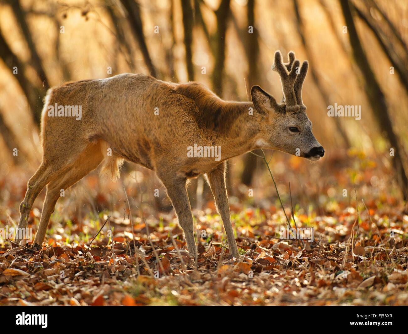 Reh (Capreolus Capreolus), Bock Reh stehend im Herbstlaub, Geweih mit ...