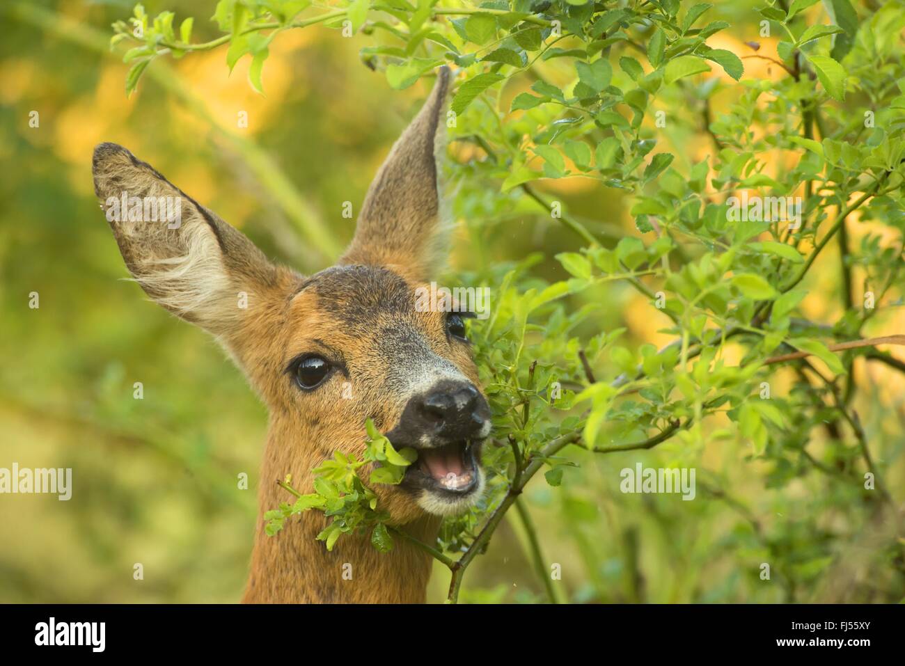 Reh (Capreolus Capreolus), Essen Doe, Porträt, Deutschland, Brandenburg ...