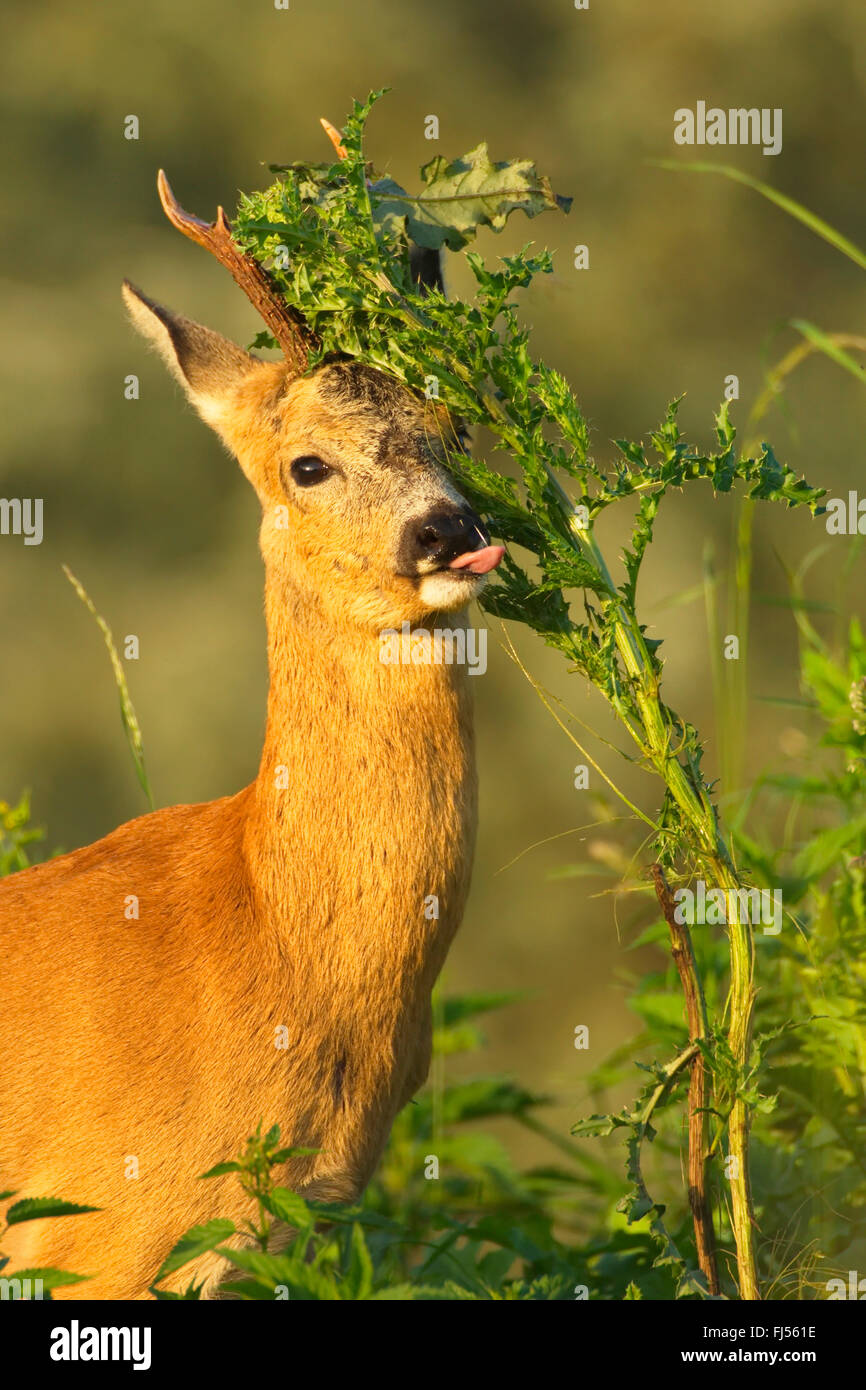 Deer eating -Fotos und -Bildmaterial in hoher Auflösung – Alamy