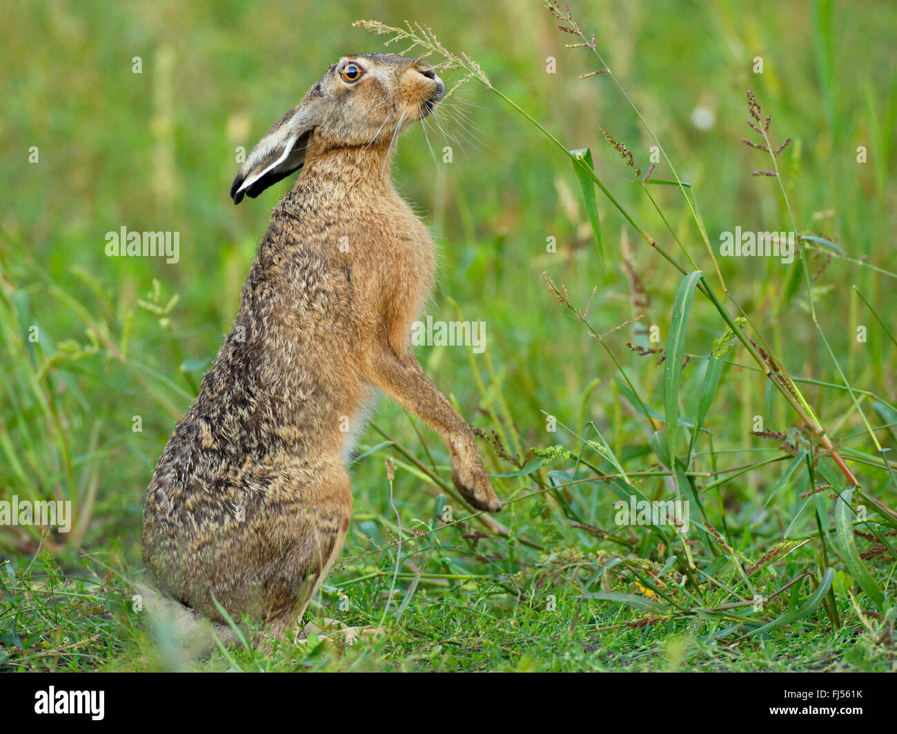 Feldhase, Feldhasen (Lepus Europaeus), ernährt sich von einem Rasen Ohr ...