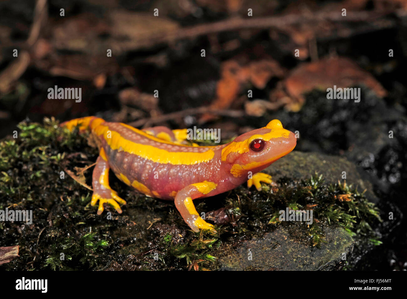 Europäische Feuersalamander (Salamandra Salamandra, Salamandra ...