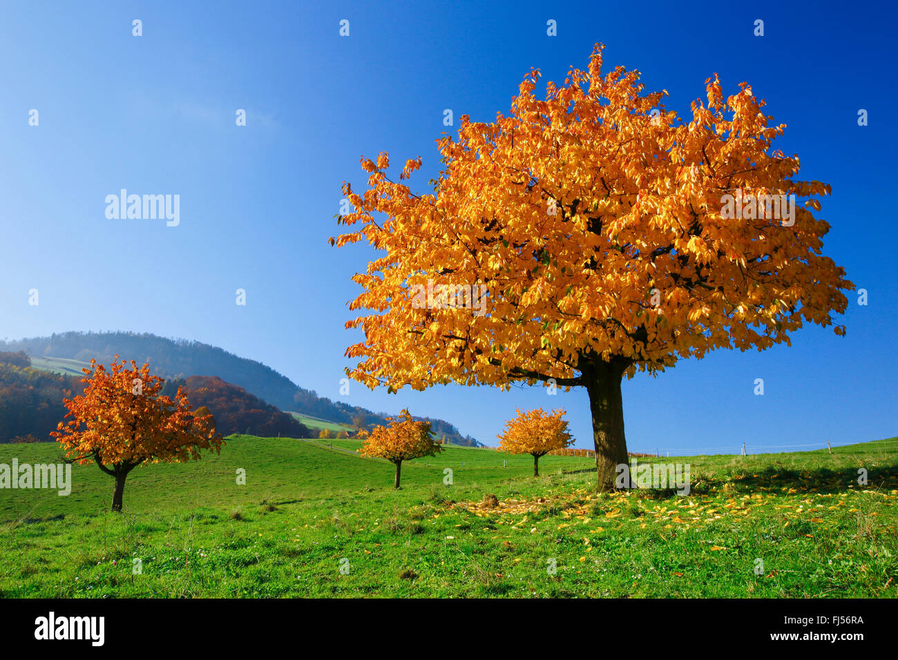 Kirschbaum, Süßkirsche (Prunus Avium), Kirsche Baum in nebelfreies ...