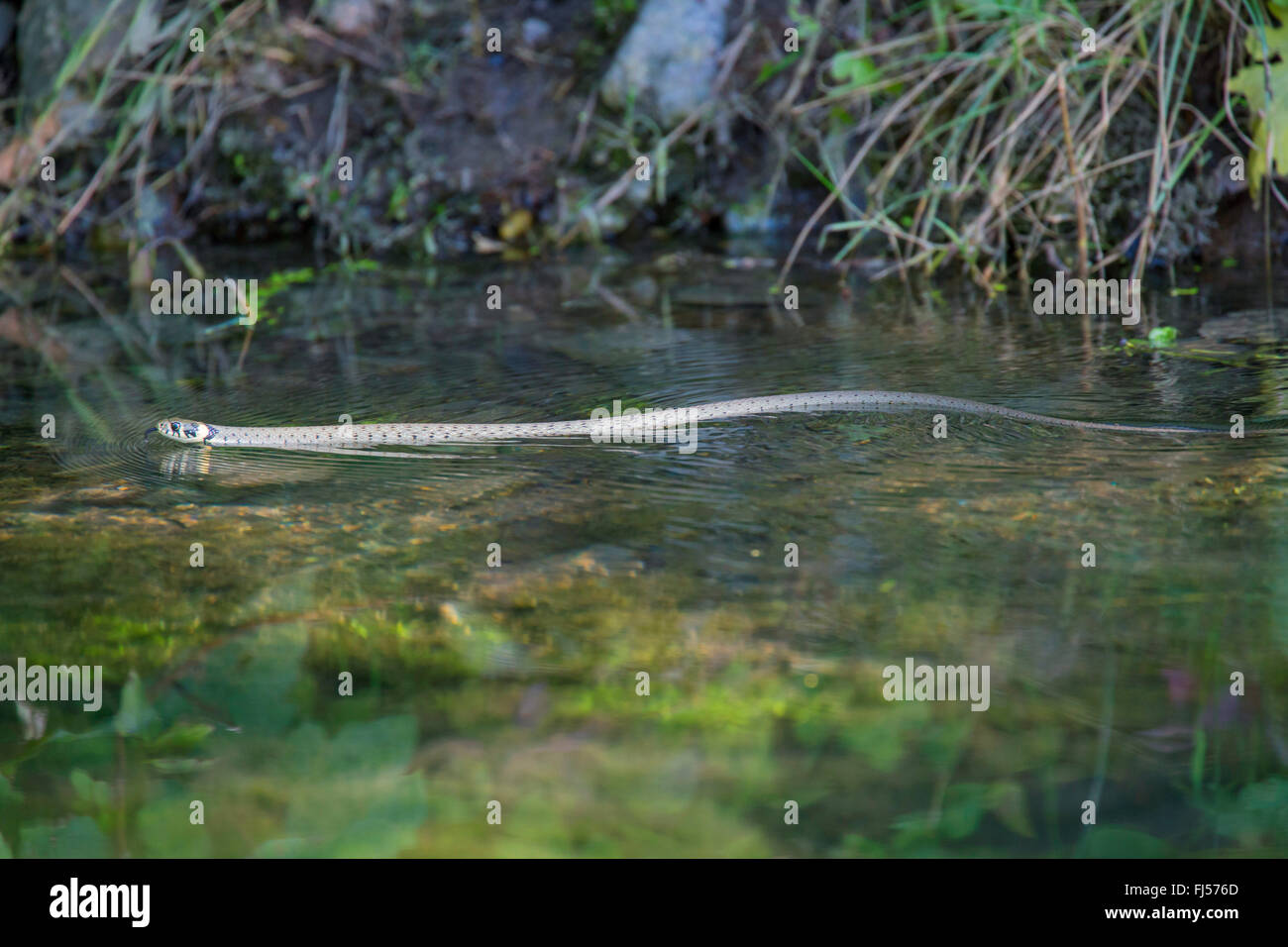 Ringelnatter (Natrix Natrix), schwimmt in einem Bach, Deutschland ...