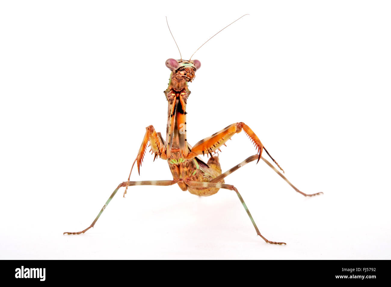 Budwing Mantis (Parasphendale Affinis), Ausschnitt Stockfotografie - Alamy