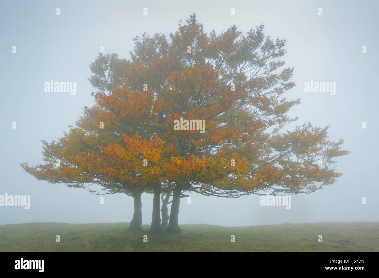 Rotbuche (Fagus Sylvatica), buchen in Nebel im Herbst, der Schweiz ...