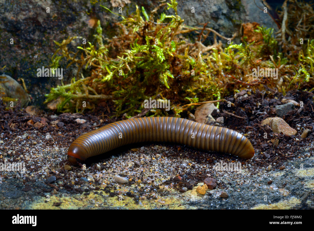 Thousand leggers -Fotos und -Bildmaterial in hoher Auflösung – Alamy