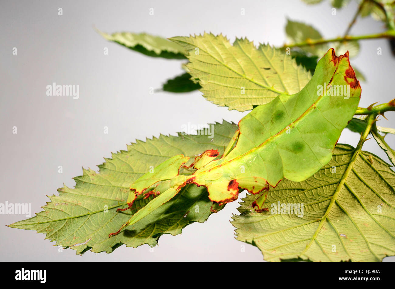 Celebes Blatt Insekt, Blatt Insekt, laufen lassen (Phyllium Celebicum ...