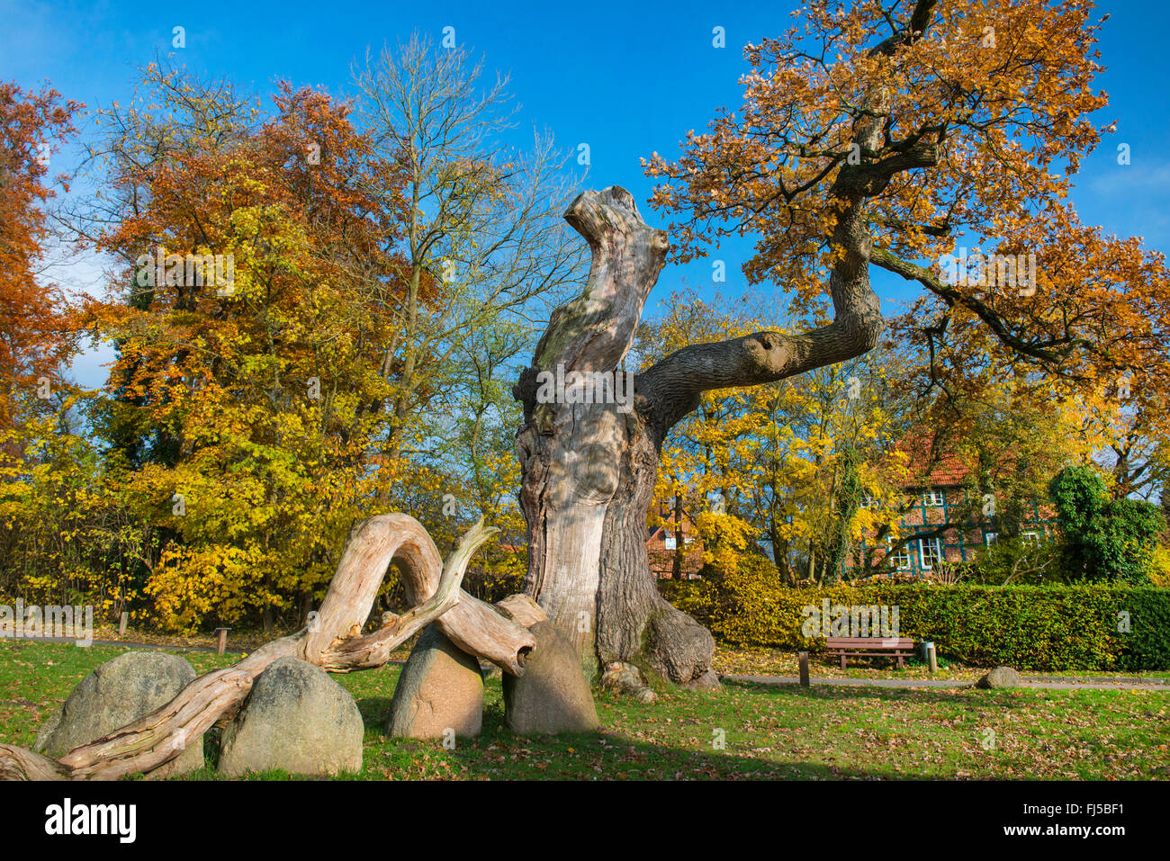 1000 jahre alte eichen -Fotos und -Bildmaterial in hoher Auflösung – Alamy