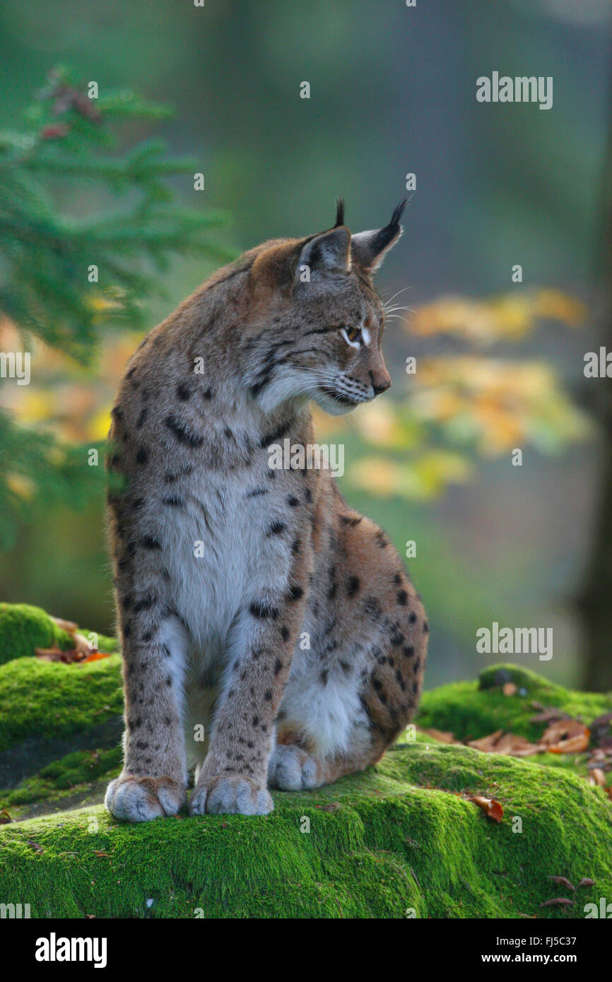 Eurasischer luchs luchs luchs sitzt auf felsen -Fotos und -Bildmaterial ...
