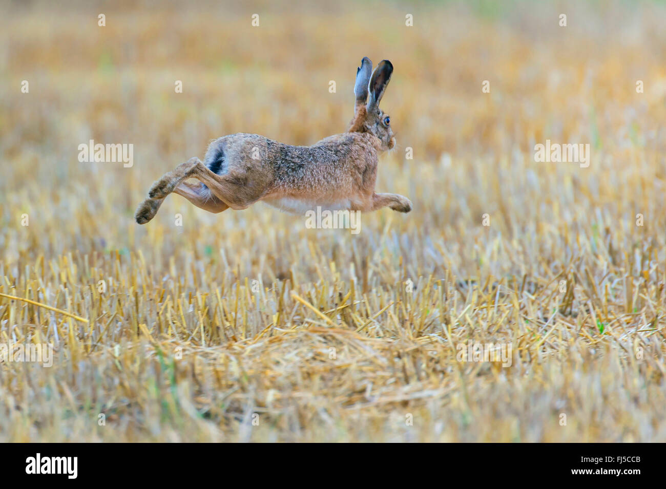 Über Ein Feld Stockfotos und -bilder Kaufen - Alamy