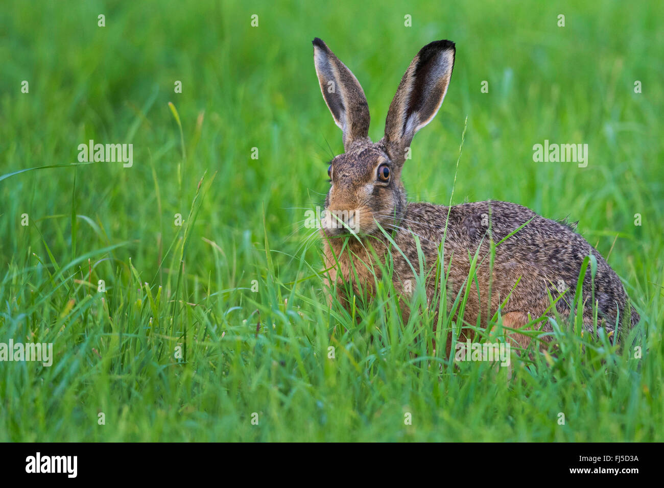 Europaeischer feldhase -Fotos und -Bildmaterial in hoher Auflösung – Alamy