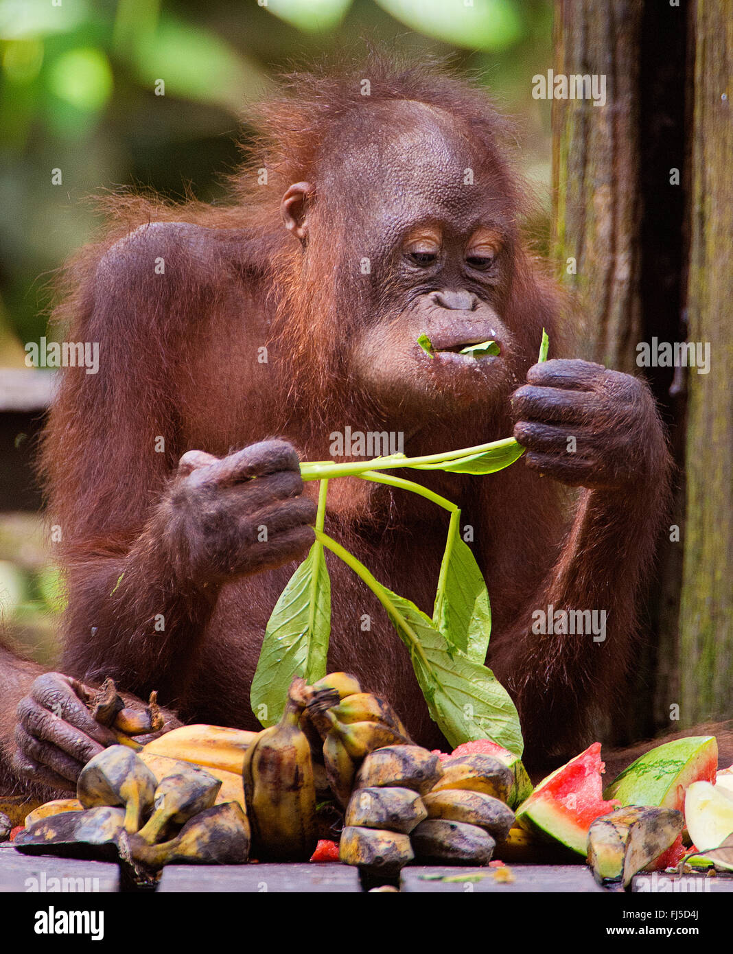 Pongo pygmaeus morio -Fotos und -Bildmaterial in hoher Auflösung – Alamy