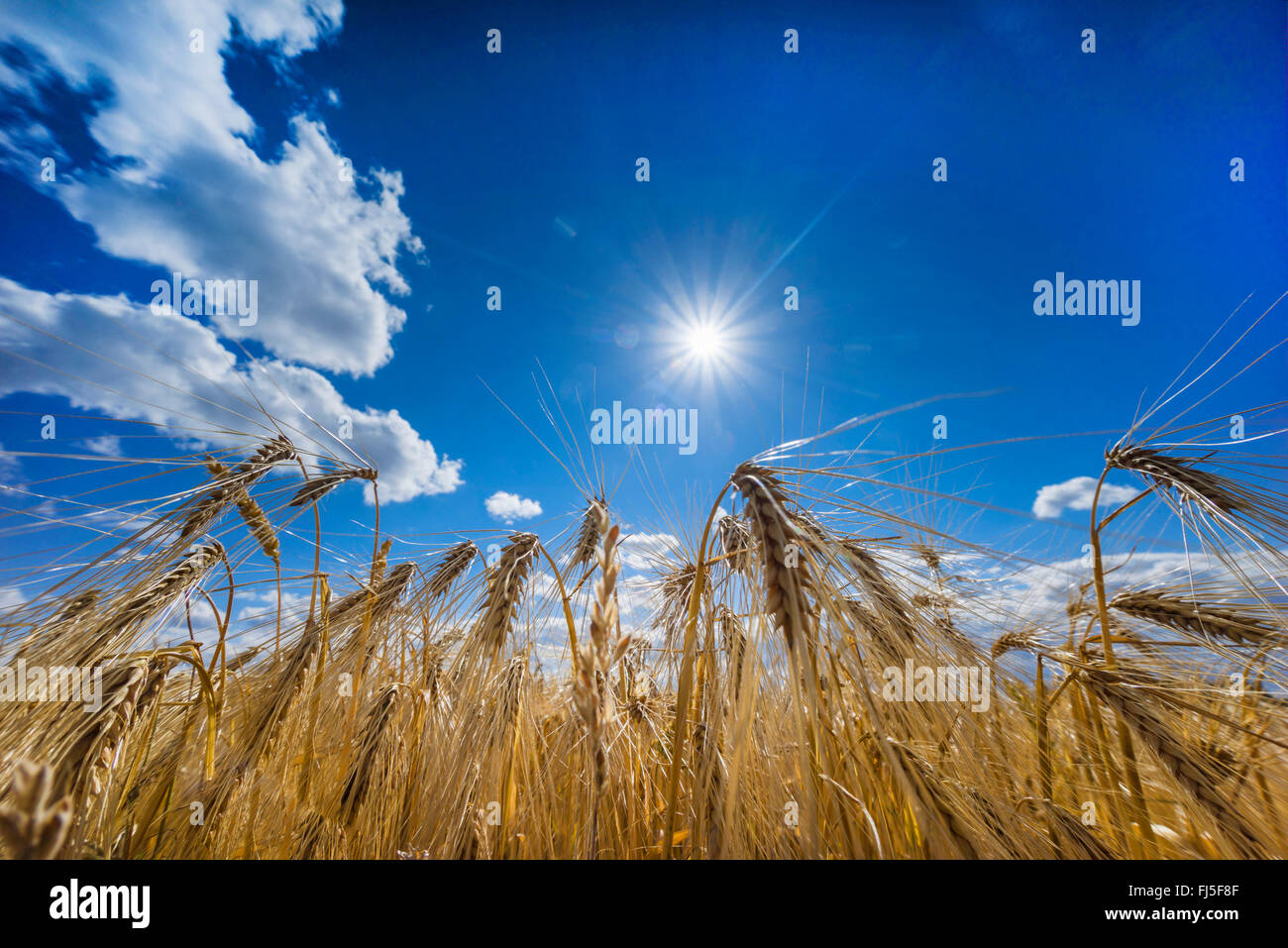 Gerstenfeld mit sonne -Fotos und -Bildmaterial in hoher Auflösung – Alamy