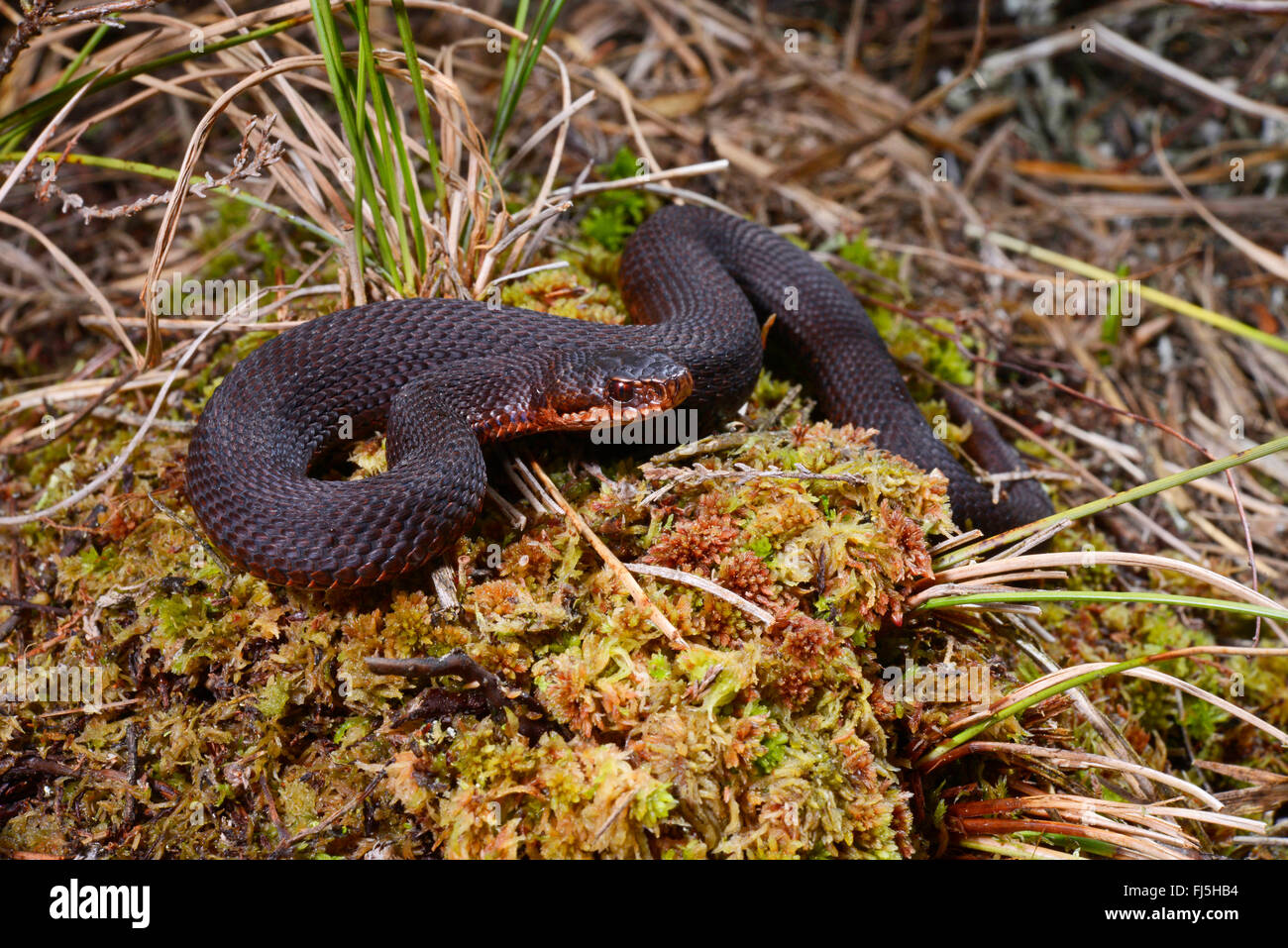 Vipera Berus Black Melanistic Snake Stockfotos und -bilder Kaufen - Alamy