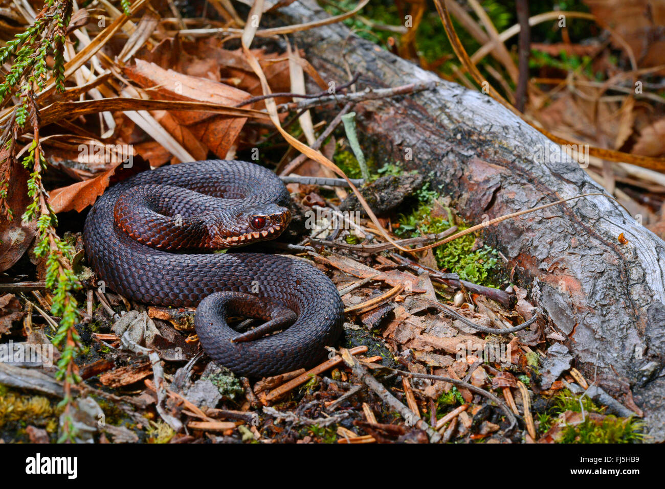 Vipera Berus Black Melanistic Snake Stockfotos und -bilder Kaufen - Alamy