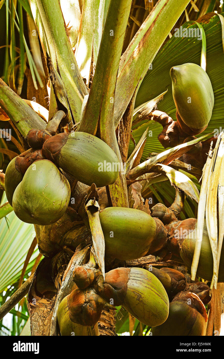 Coco de mer palme -Fotos und -Bildmaterial in hoher Auflösung – Alamy