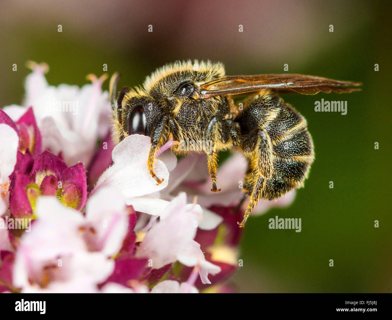 Deutsche dunkle biene -Fotos und -Bildmaterial in hoher Auflösung – Alamy