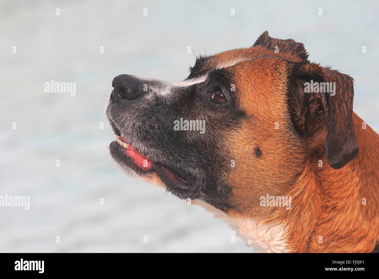 Boxer hunderasse -Fotos und -Bildmaterial in hoher Auflösung – Alamy