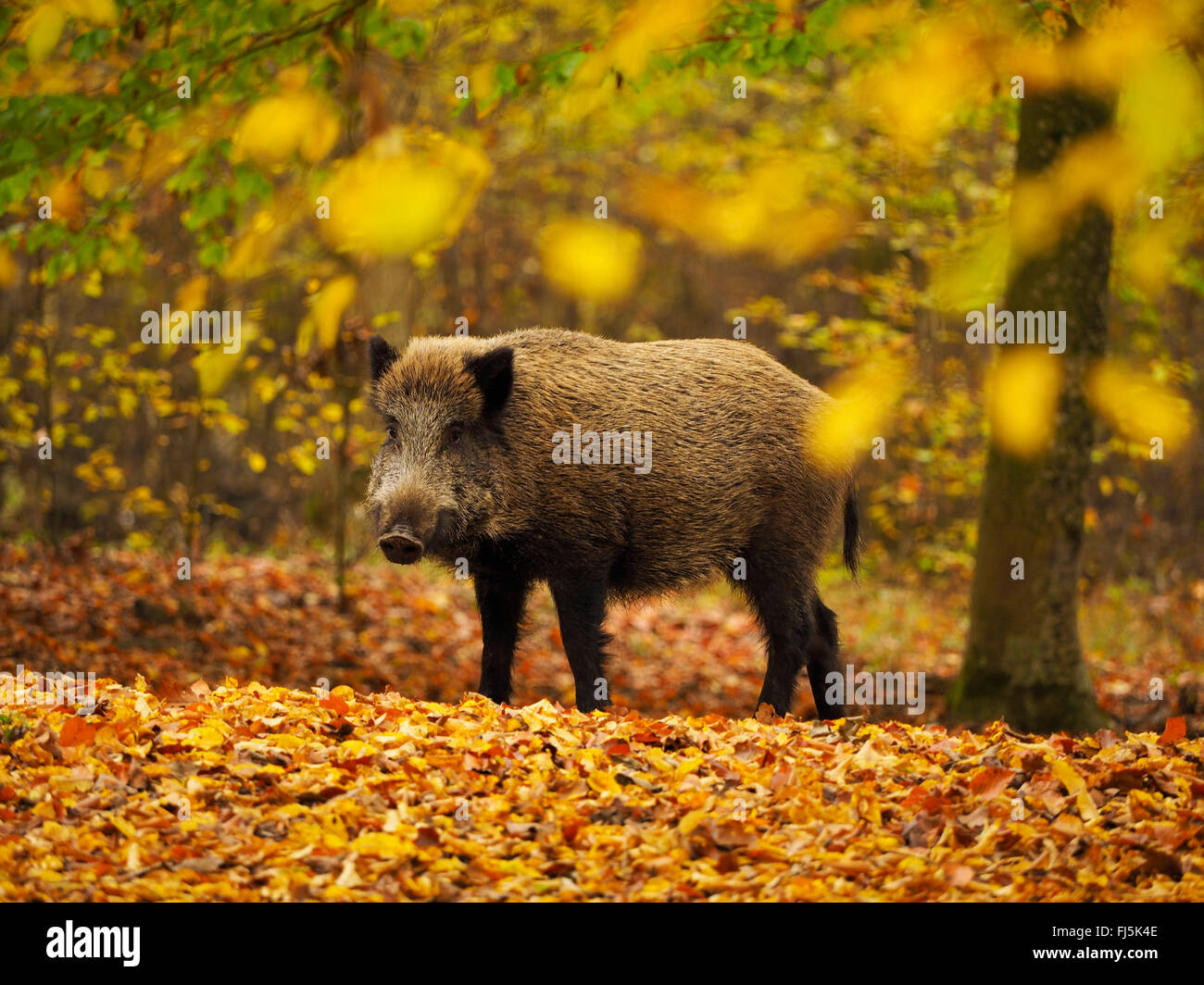 Wildschweine, die seite an seite im wald stehen -Fotos und ...
