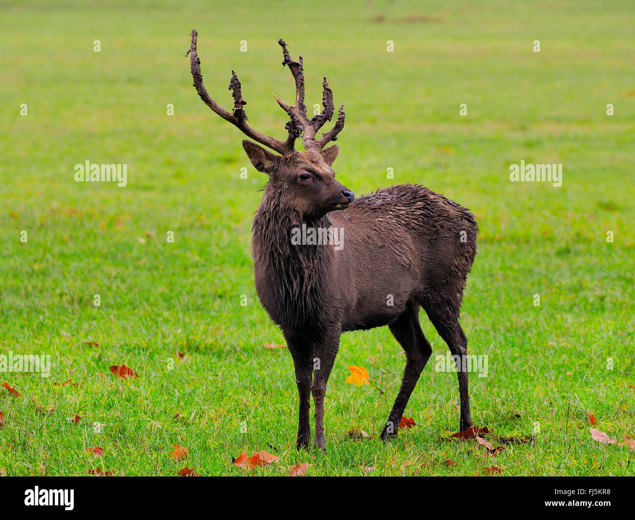 Sika Rotwild, zahm Sika Hirsche, zahmes Rotwild (Cervus Nippon), Sika ...