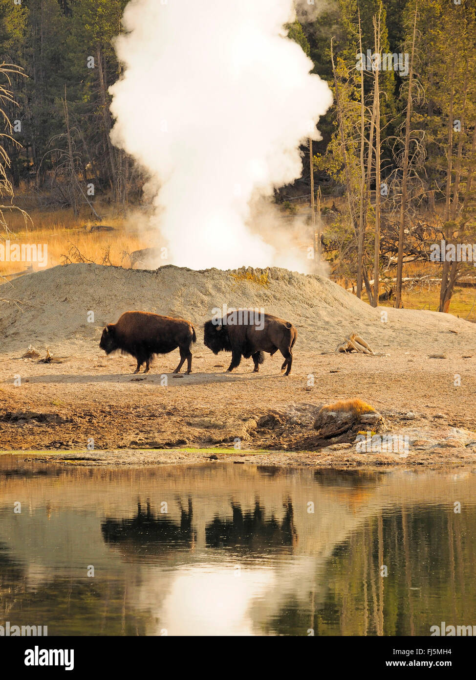 American bison buffalo side view -Fotos und -Bildmaterial in hoher ...