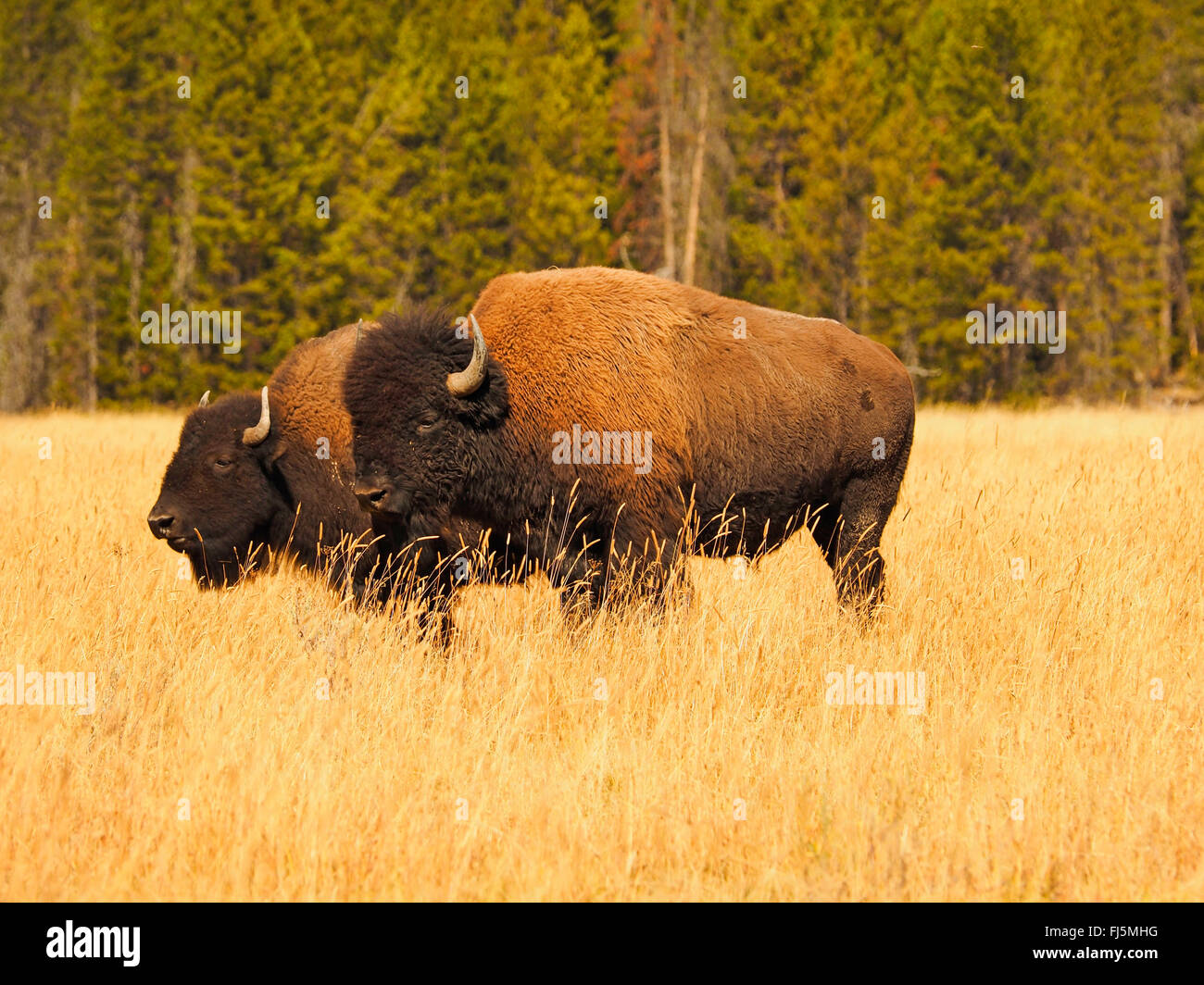 Amerikanischer bison -Fotos und -Bildmaterial in hoher Auflösung – Alamy