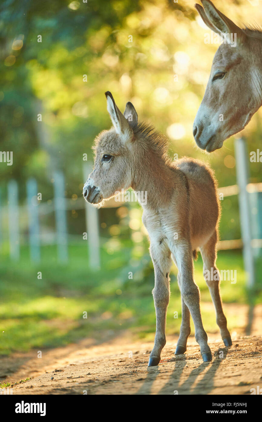 Pferd fohlen stehend sommer -Fotos und -Bildmaterial in hoher Auflösung ...