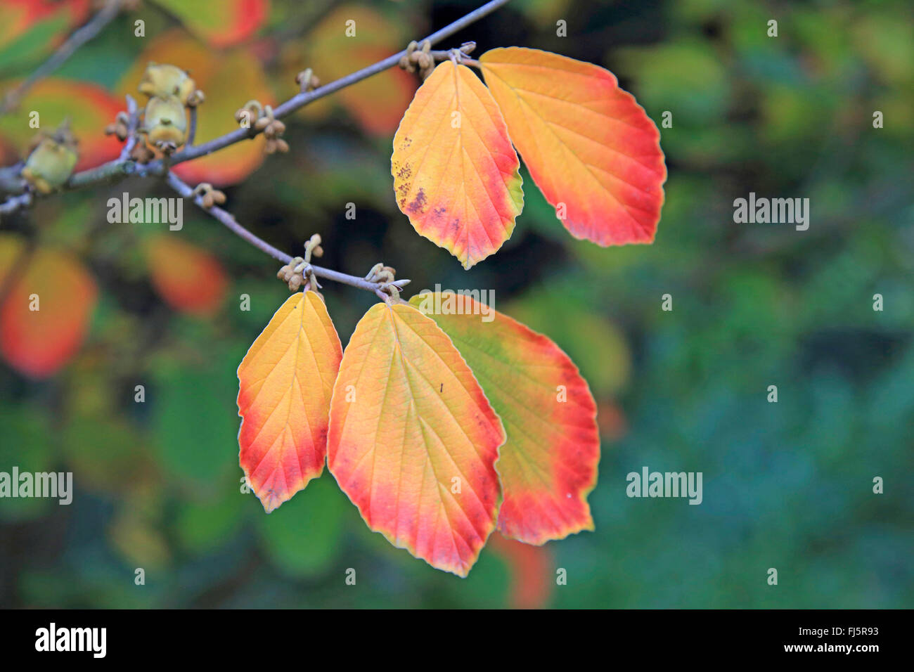 Leaves hamamelis intermedia witch hazel -Fotos und -Bildmaterial in ...