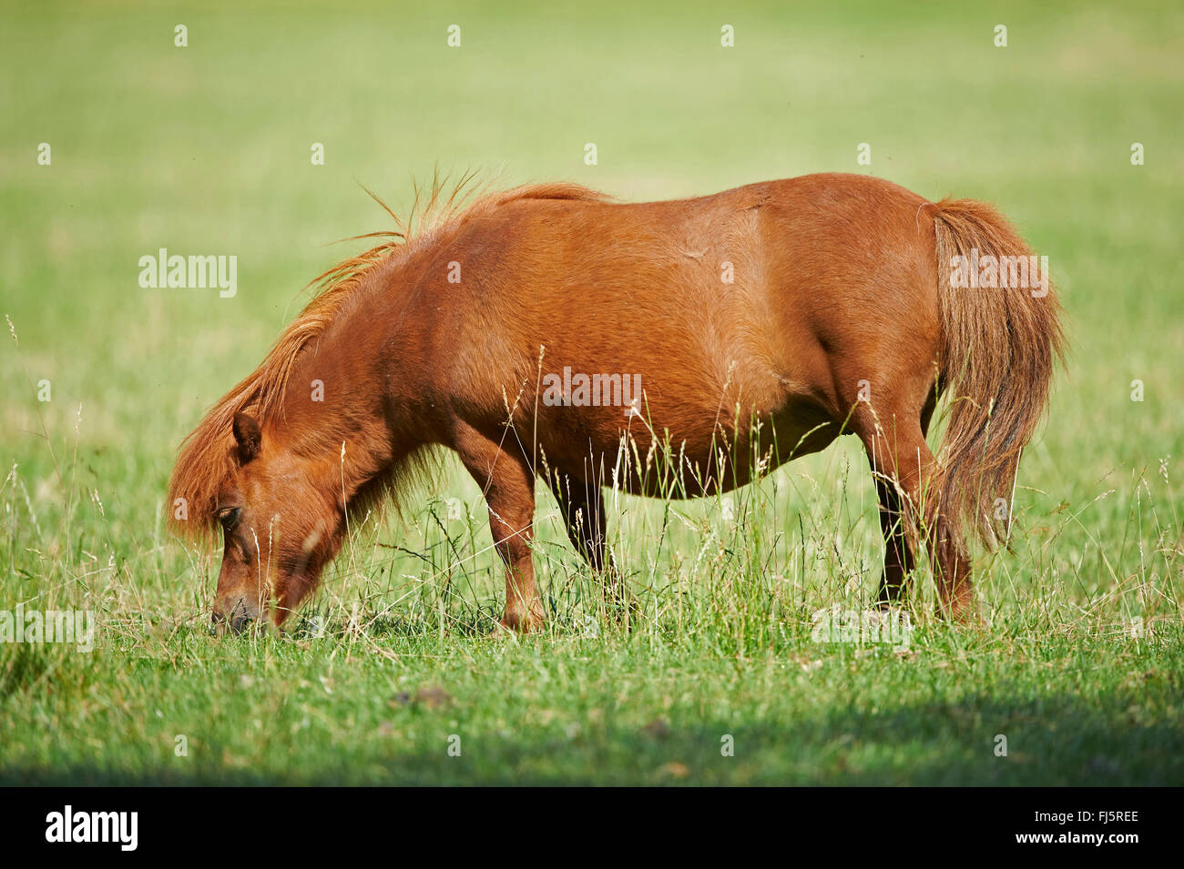Heimisches pony -Fotos und -Bildmaterial in hoher Auflösung – Alamy