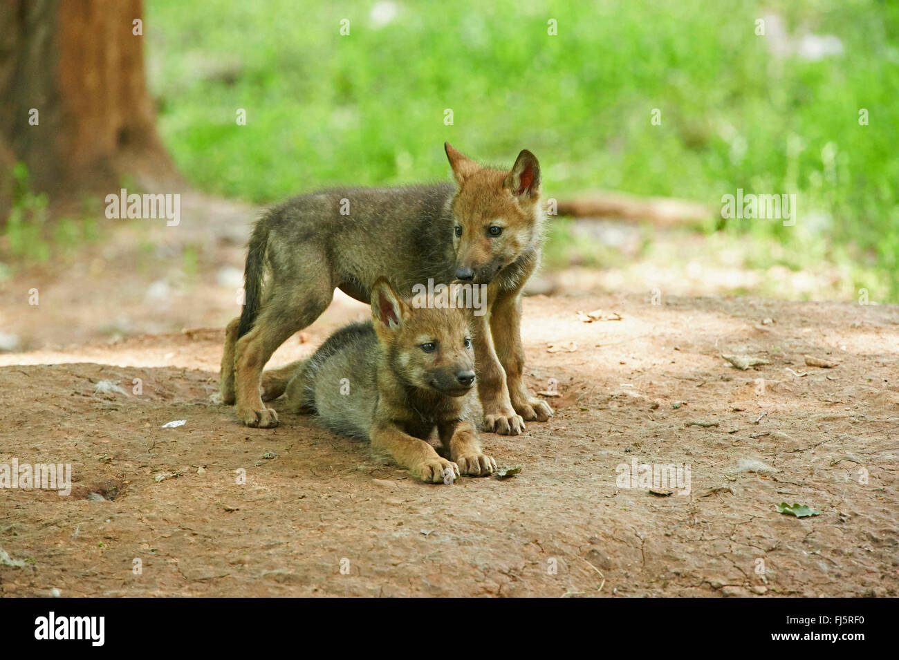 Wolf Pup Cub Juvenile Stockfotos und -bilder Kaufen - Alamy