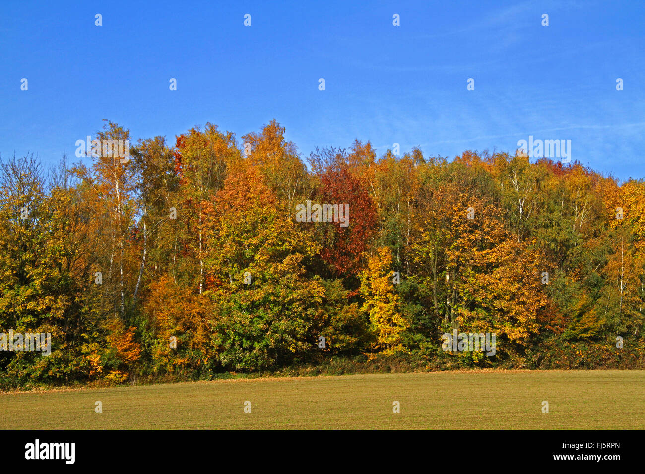 Essen kray -Fotos und -Bildmaterial in hoher Auflösung – Alamy