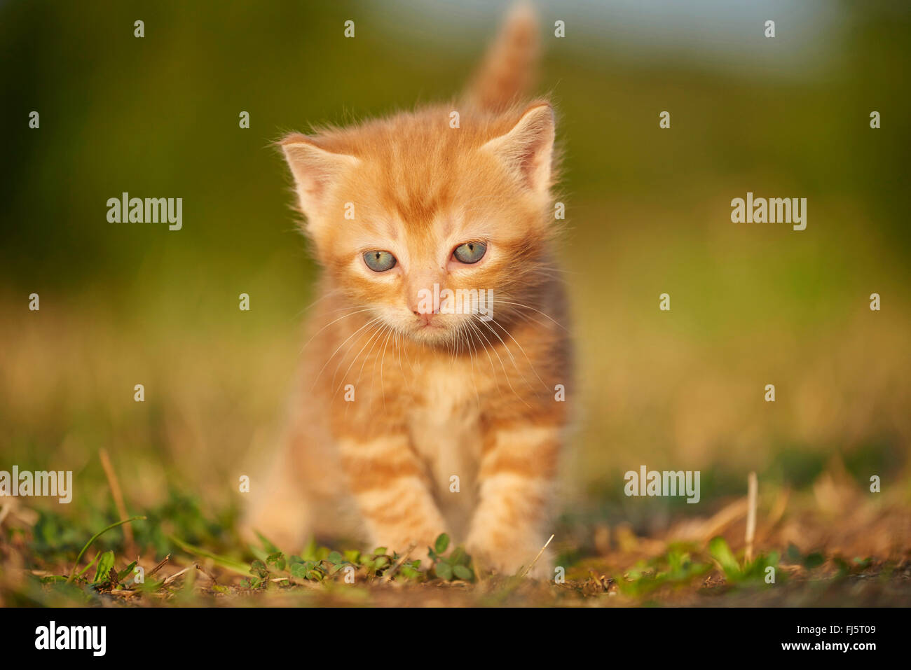 Eine Rote Katze Stockfotos und -bilder Kaufen - Alamy