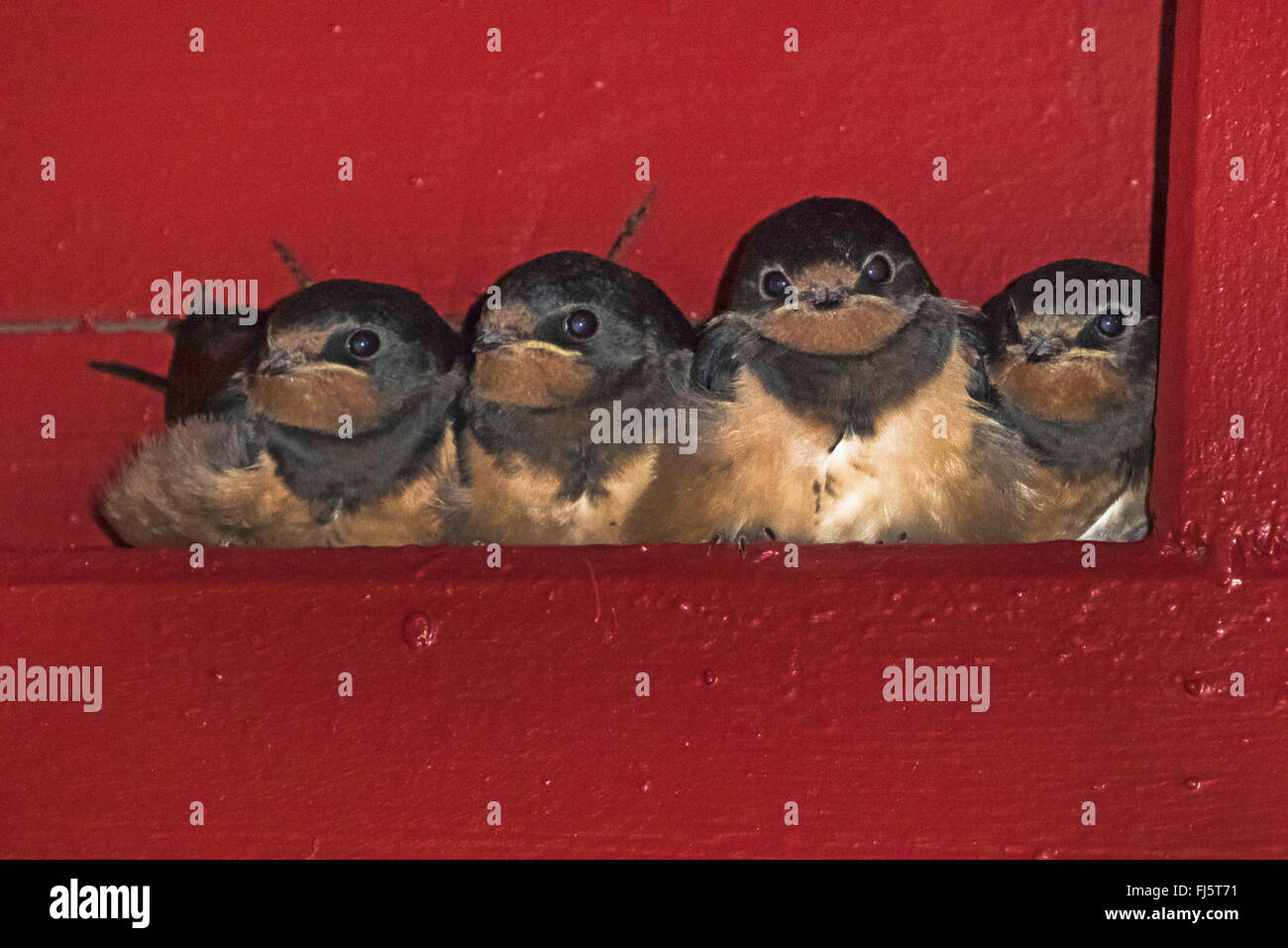 Junge schwalben -Fotos und -Bildmaterial in hoher Auflösung – Alamy