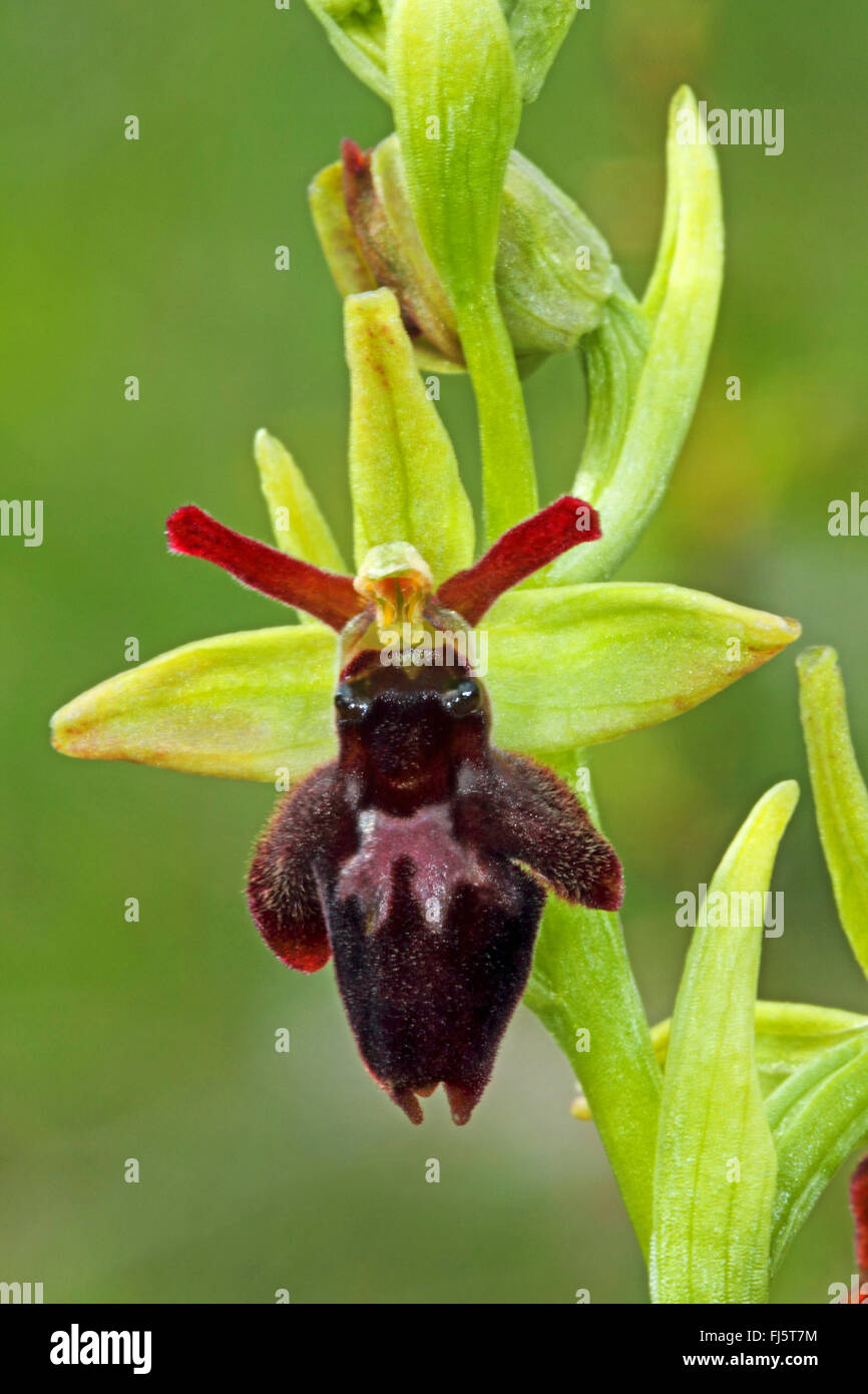 Hybrid-Blasses-Und Stattliches-Knabenkraut (Ophrys X hybrida), Hybrid ...